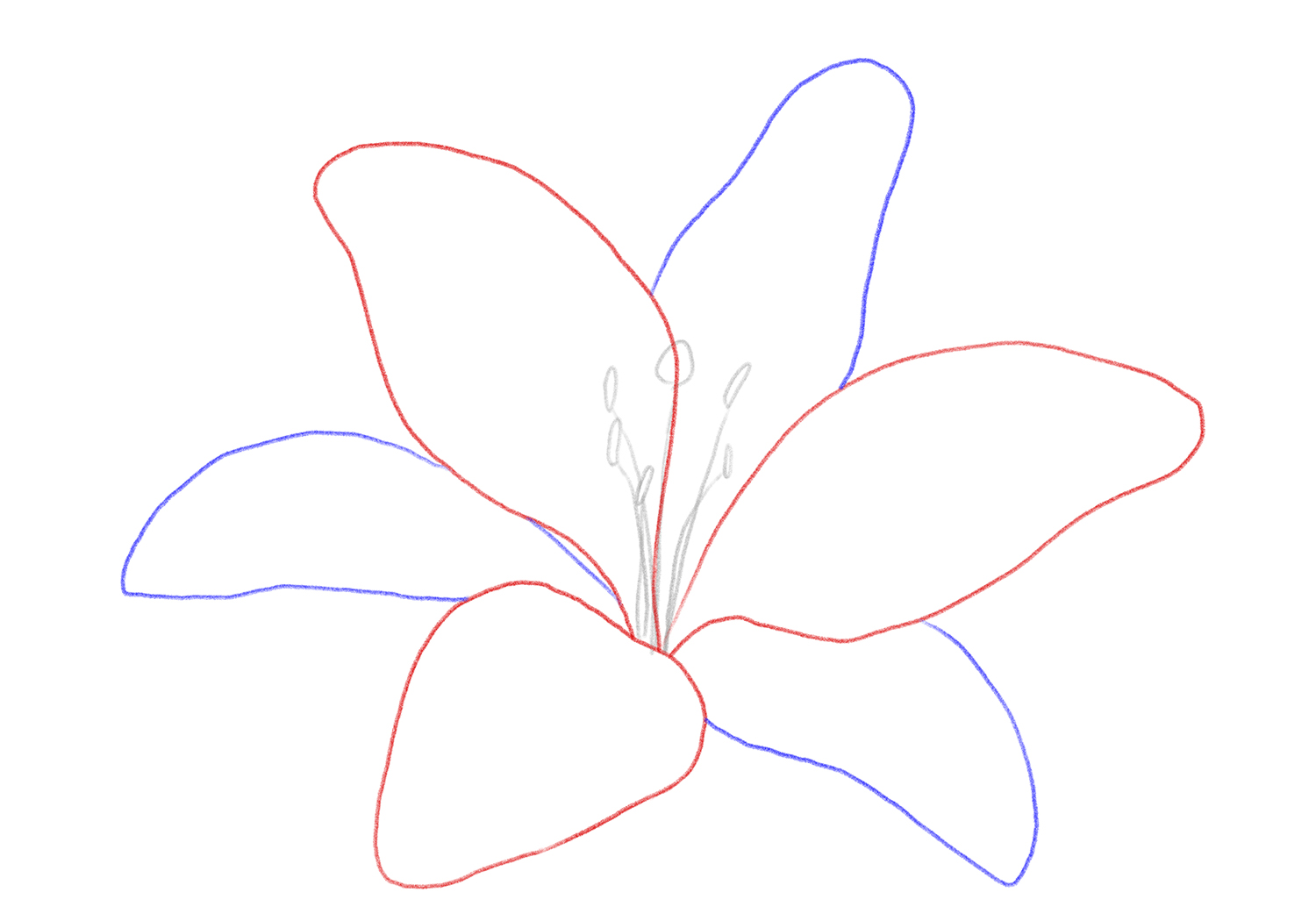 How To Draw A Lily