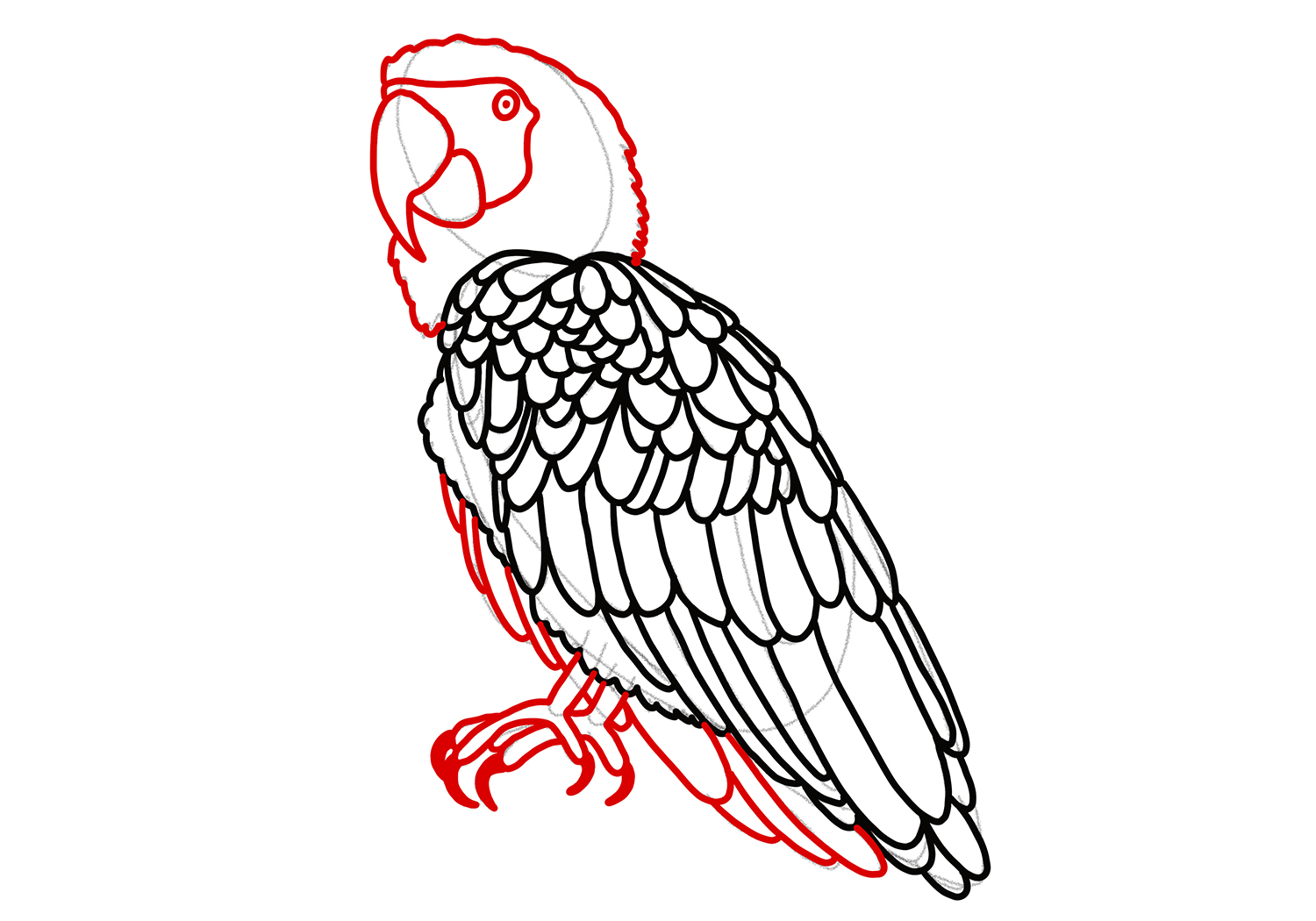 How To Draw A Parrot Step By Step
